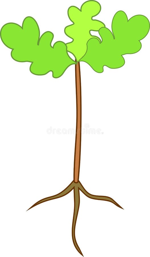 Oak Seedling with Three Green Leaves and Root System on White ...