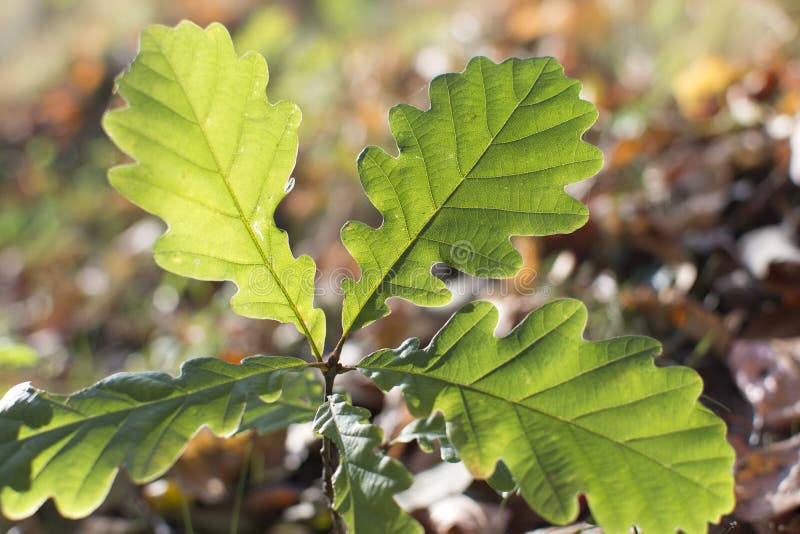 Oak Seedlings. Sprouts of a Young Oak Tree Stock Image - Image of color ...