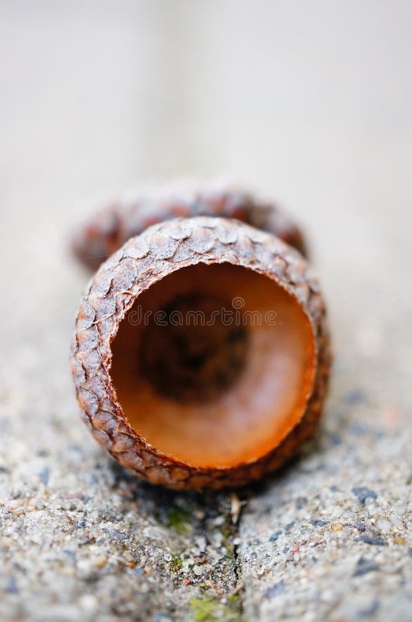 Oak shell stock photo. Image of nature, autumn, shell - 44808870