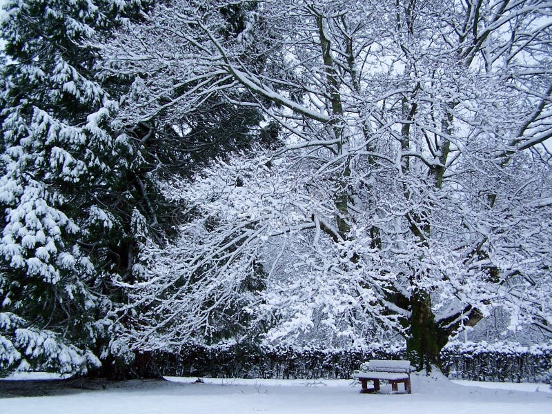 Oak in the Snow stock image. Image of evergreen, bare, winter - 296387