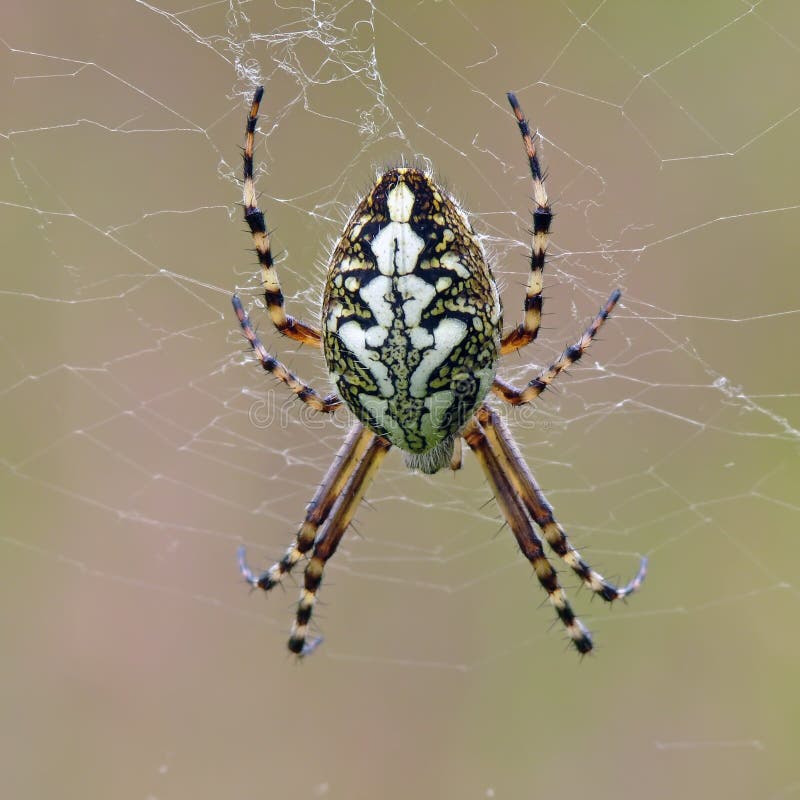 Oak spider stock image. Image of closeup, inwrought, legs - 28442307