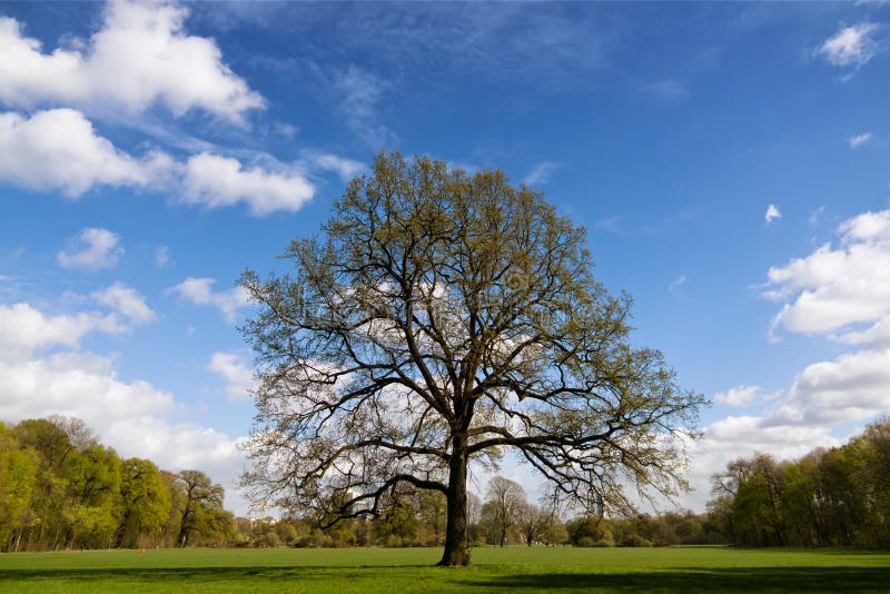 Oak in Spring stock photo. Image of plain, grass, countryside - 19178282