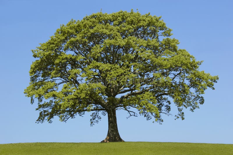The Oak in Spring stock photo. Image of endangered, grassland - 3065446