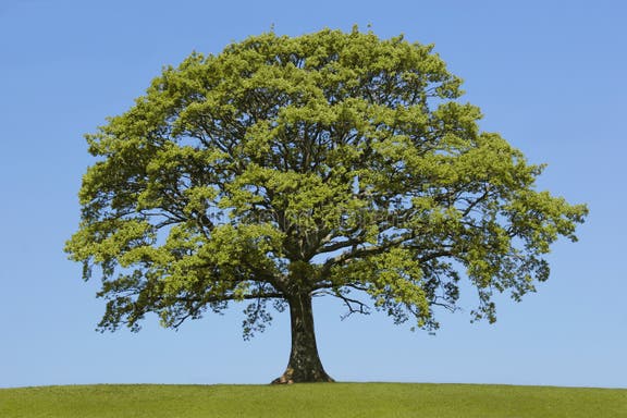 The Oak in Spring stock photo. Image of endangered, grassland - 3065446