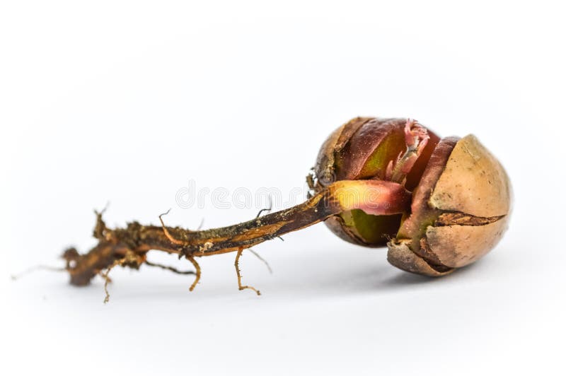 Oak Sprout Growing from the Acorn with Roots Stock Image - Image of ...