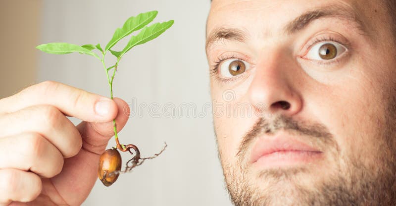 Oak Sprout in Hand Bearded Man Stock Photo - Image of environment ...
