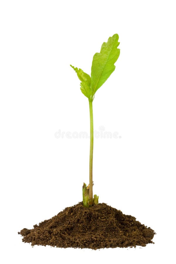 Sapling Oak, Isolated on a White Background Stock Photo - Image of ...
