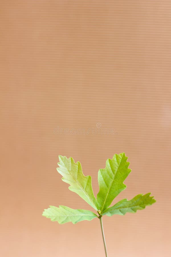 Oak sprout stock image. Image of reforestation, green - 39822093