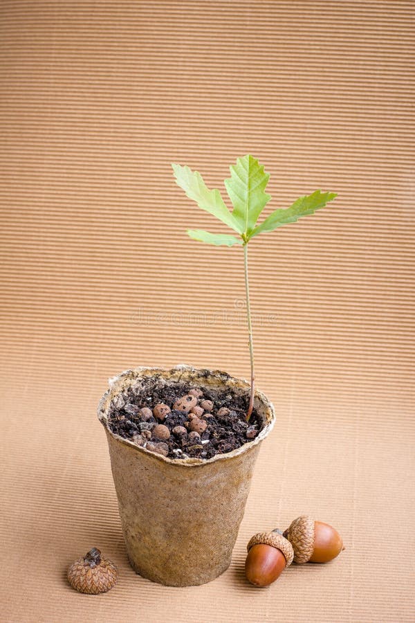 Oak sprout stock image. Image of foliage, organic, tree - 39822109