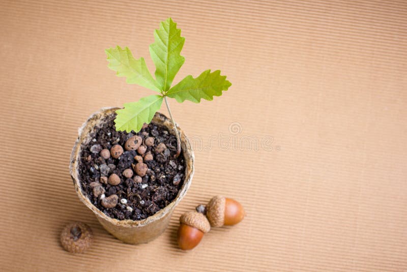1,656 Oak Tree Sapling Stock Photos - Free & Royalty-Free Stock Photos ...