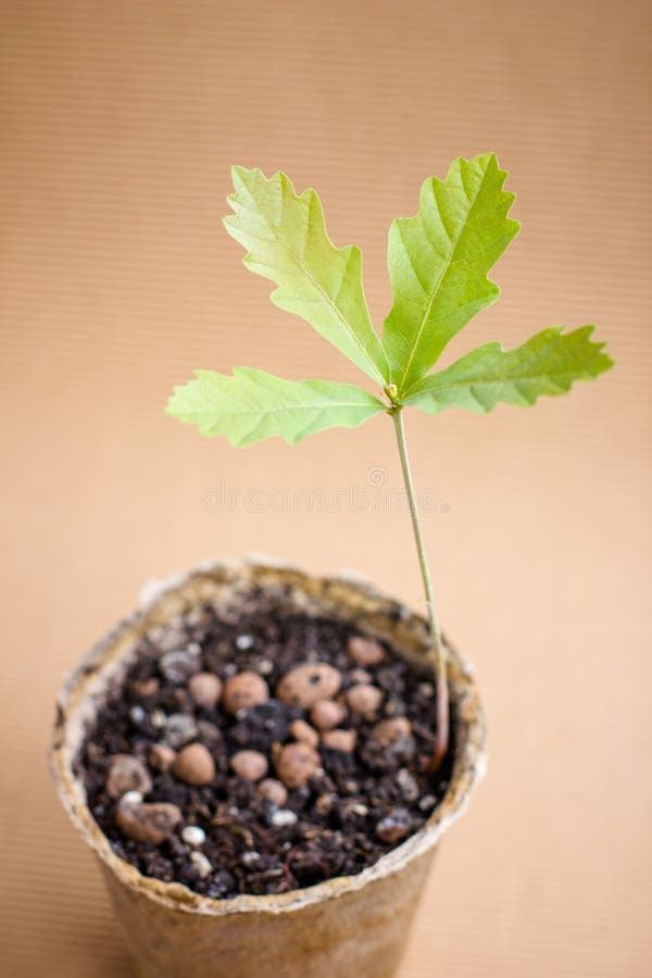 Oak sprout stock photo. Image of dirty, stem, growth - 39822112