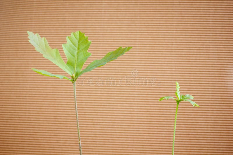 Oak sprout stock image. Image of nature, seedling, foliage - 39842459
