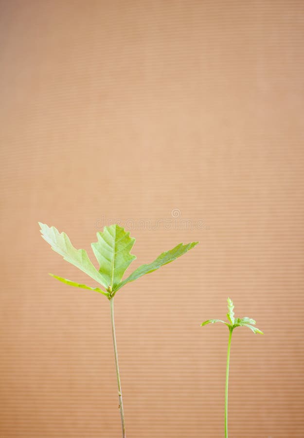 Oak sprout stock photo. Image of sapling, seedling, single - 39842624