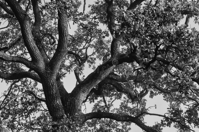OAK stock image. Image of flora, botany, canopy, outline - 129422371