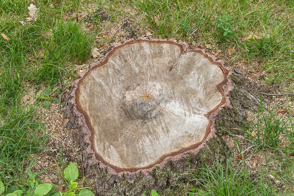 Oak stump stock image. Image of tree, brown, outdoors - 26100065