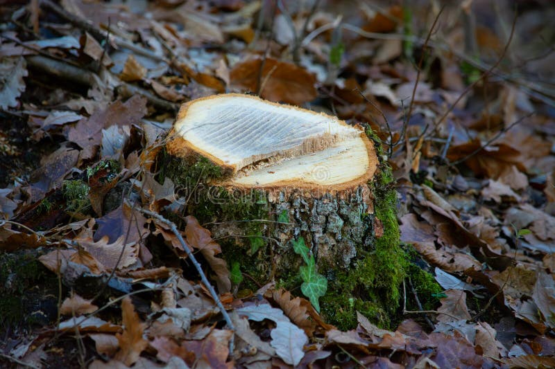 Oak stump stock image. Image of forest, flower, autumn - 353204831
