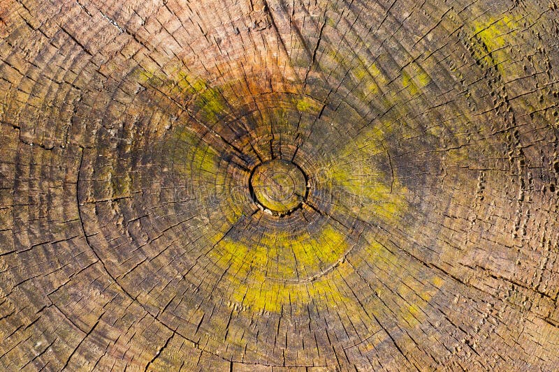 Oak stump stock image. Image of brown, trunk, textured - 53701553