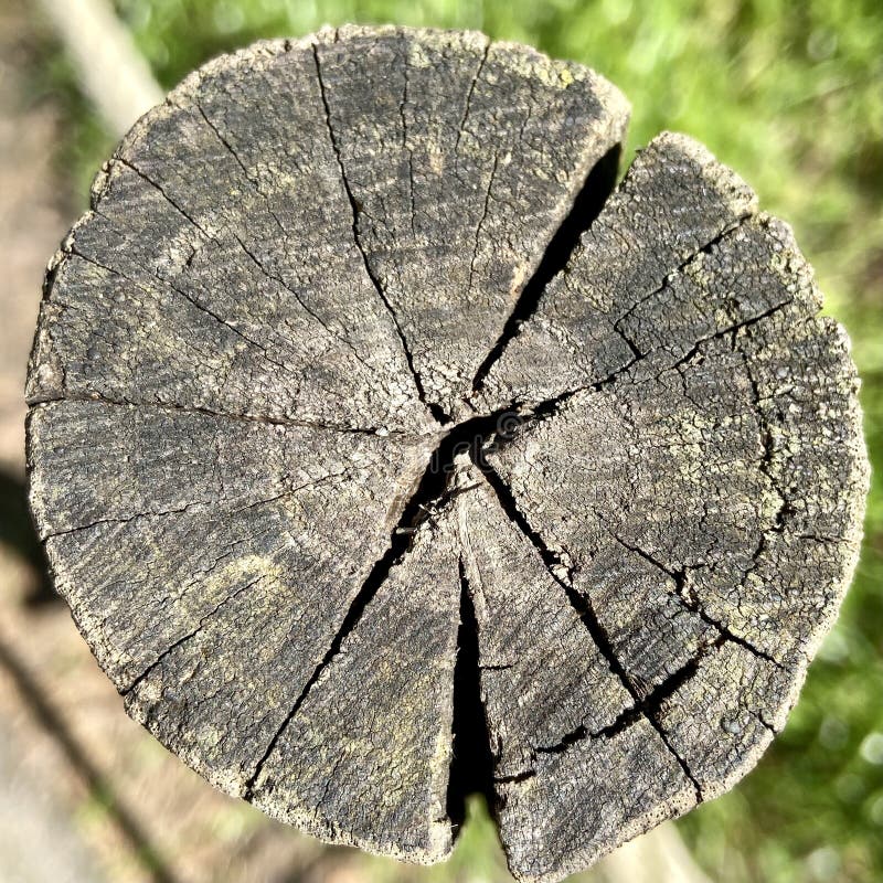 Oak stump stock photo. Image of texture, view, stump - 221323428