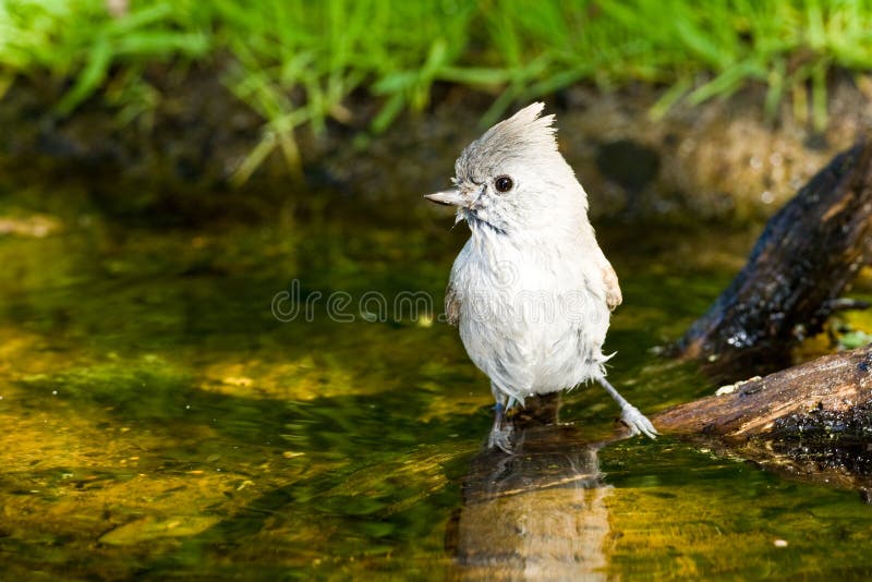 Oak Titmouse stock image. Image of plain, looking, look - 14140599