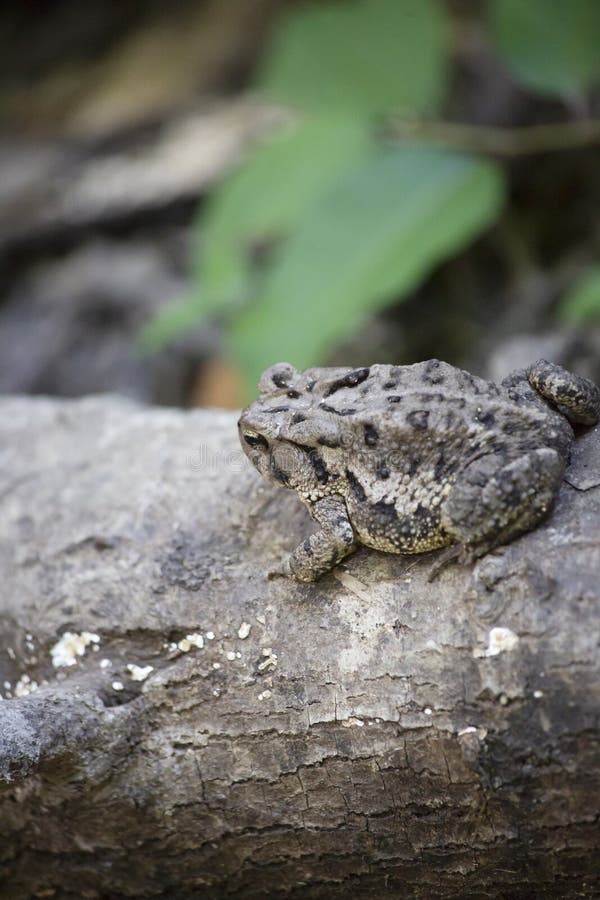 Toad on Log stock image. Image of amphibian, branch, sitting - 5606383