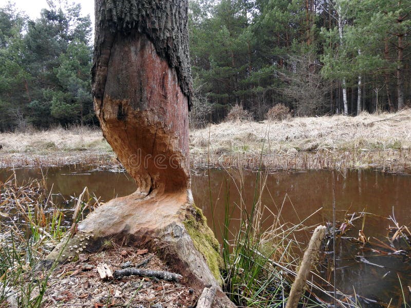 Oak with Traces of Beaver Teeth Stock Image - Image of beavers, park ...