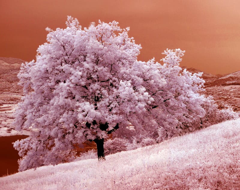 Oak tree 01 stock image. Image of natural, infrared, preserves - 2598597