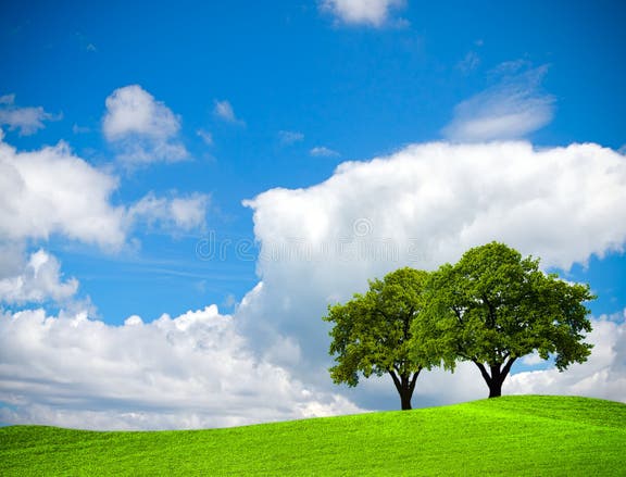 Oak tree stock photo. Image of endangered, peaceful, peace - 12974238