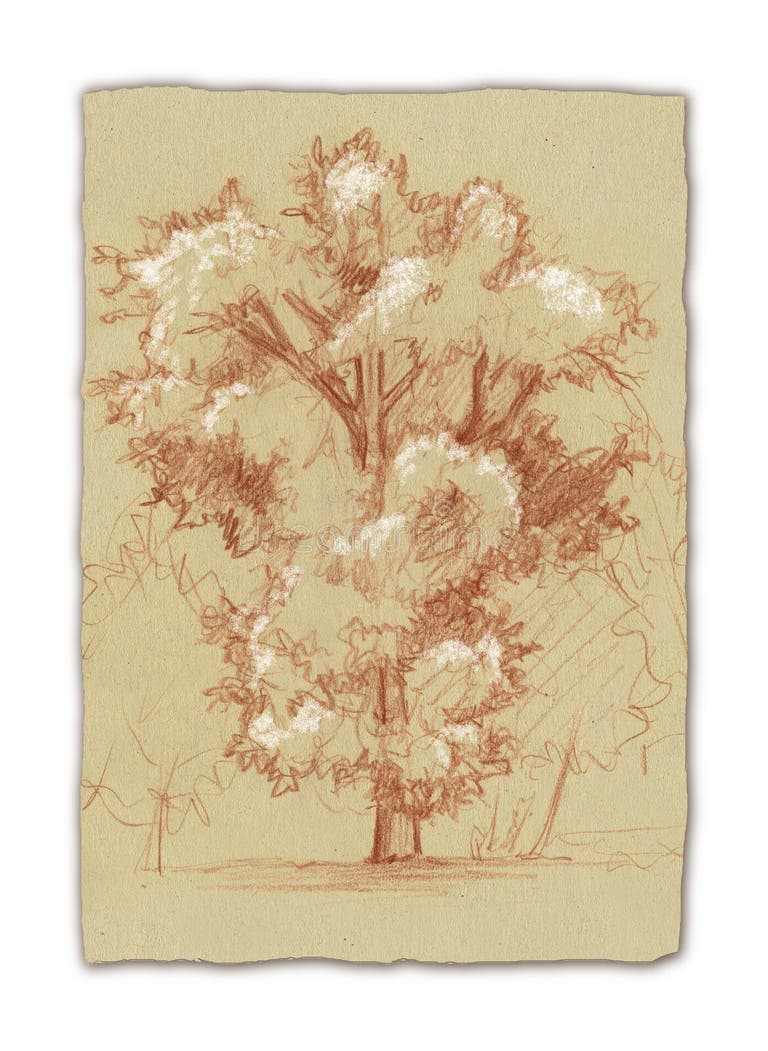 Old Oak Tree Drawing Stock Illustrations – 4,991 Old Oak Tree Drawing ...