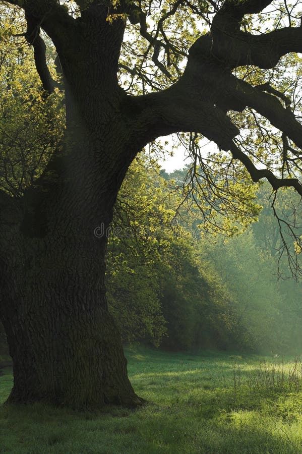 Oak tree stock image. Image of peaceful, color, nature - 1439233
