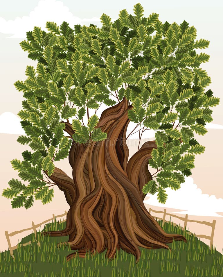 Photo Oak Tree Stock Illustrations – 154,641 Photo Oak Tree Stock ...