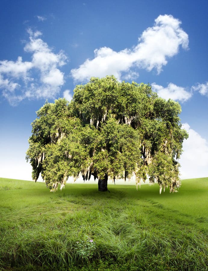 Oak tree stock image. Image of nature, serene, summer - 19594417