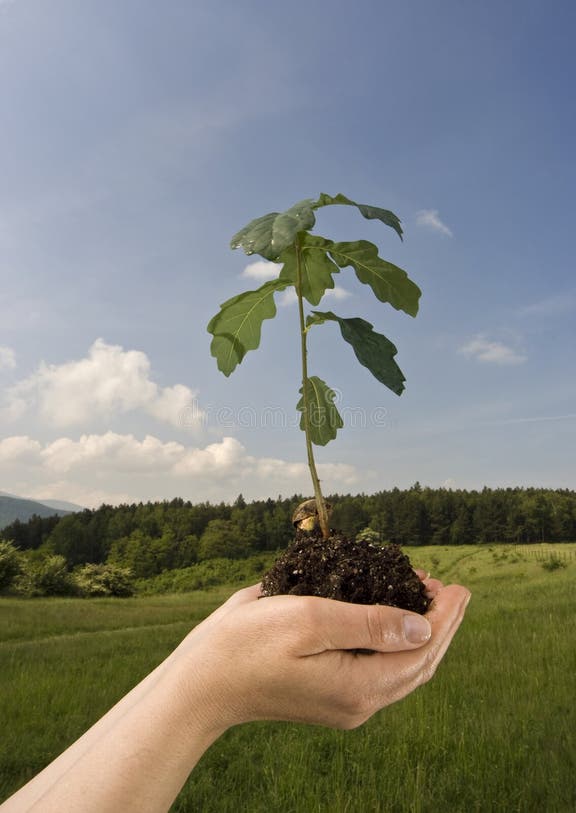 126 Holding Oak Tree Sapling Stock Photos - Free & Royalty-Free Stock ...