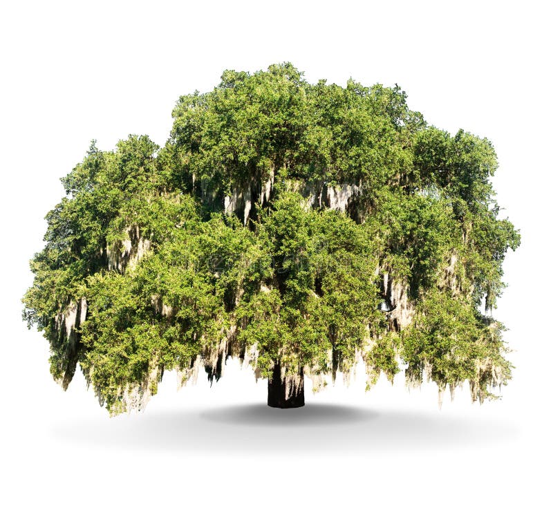 Oak tree stock image. Image of tree, large, moss, covered - 24649069