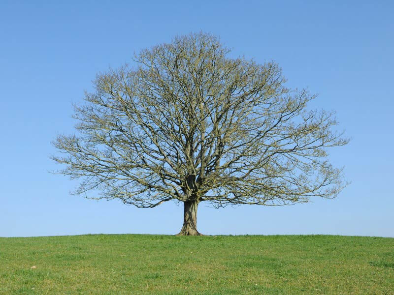 Oak Tree Grassy Plain Stock Photos - Free & Royalty-Free Stock Photos ...
