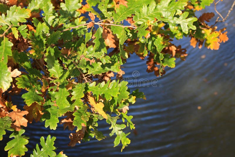 Oak tree stock photo. Image of park, ripples, fall, gold - 26674628