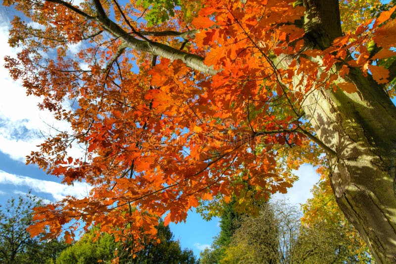 Large elm tree stock photo. Image of high, fall, ecology - 21749644