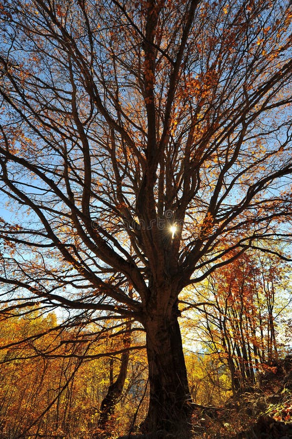 Oak tree stock photo. Image of range, black, distant - 28753290