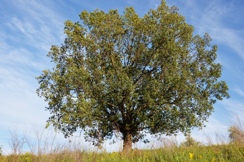 Oak Tree Free Stock Photos & Pictures, Oak Tree Royalty-Free and Public ...