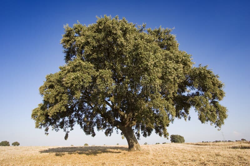 Isolated oak tree stock photo. Image of pasture, forms - 3228920