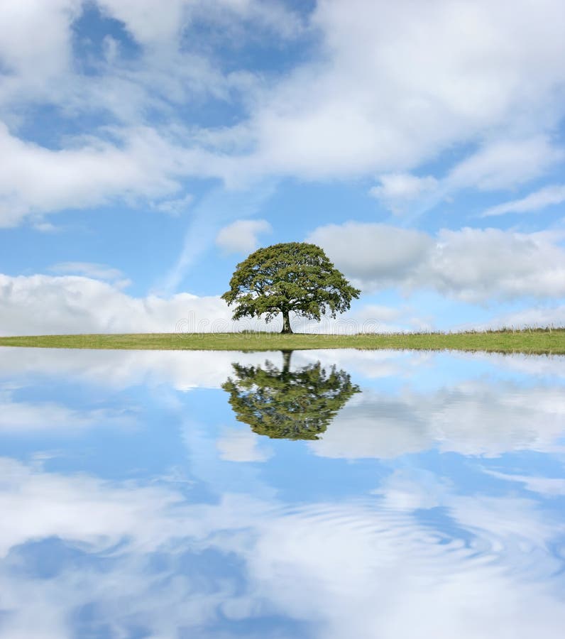 Oak Tree Reflection stock image. Image of oaks, grass - 6363227
