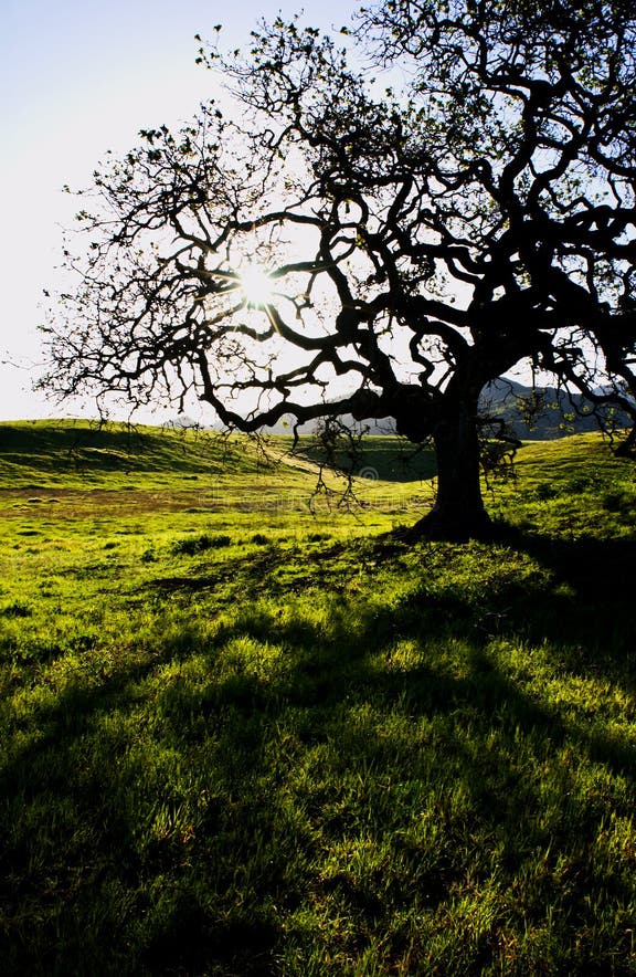 Oak tree stock photo. Image of strong, peace, calm, beautiful - 4804000