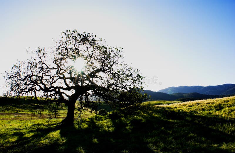 Oak tree stock photo. Image of empty, calm, nature, solitude - 4804040