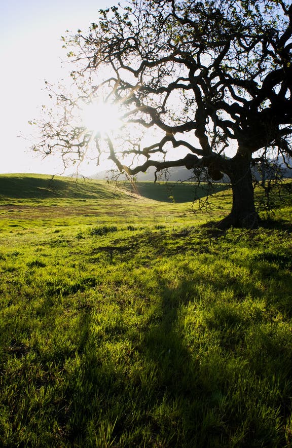 Oak tree stock image. Image of green, beautiful, peace - 4804187