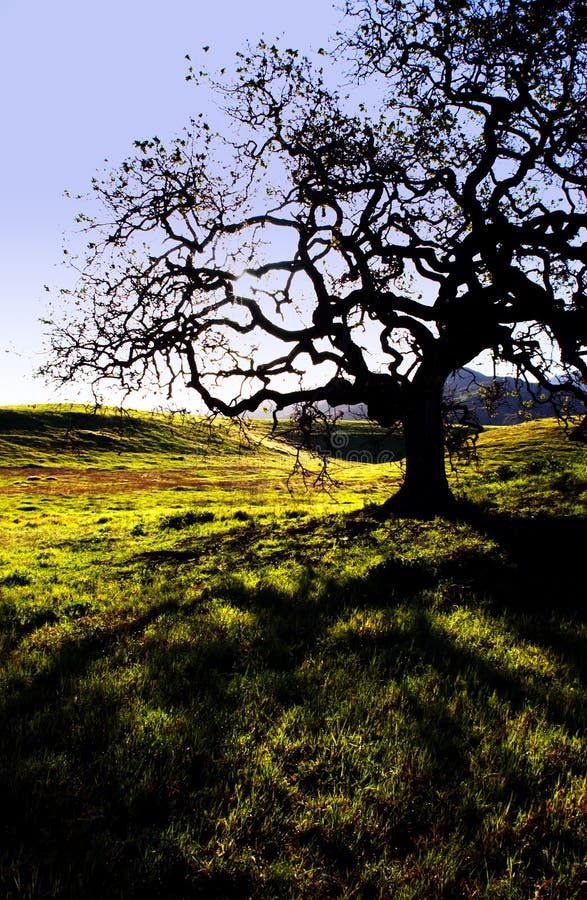 Oak Tree - Free Photo from StockFreeImages