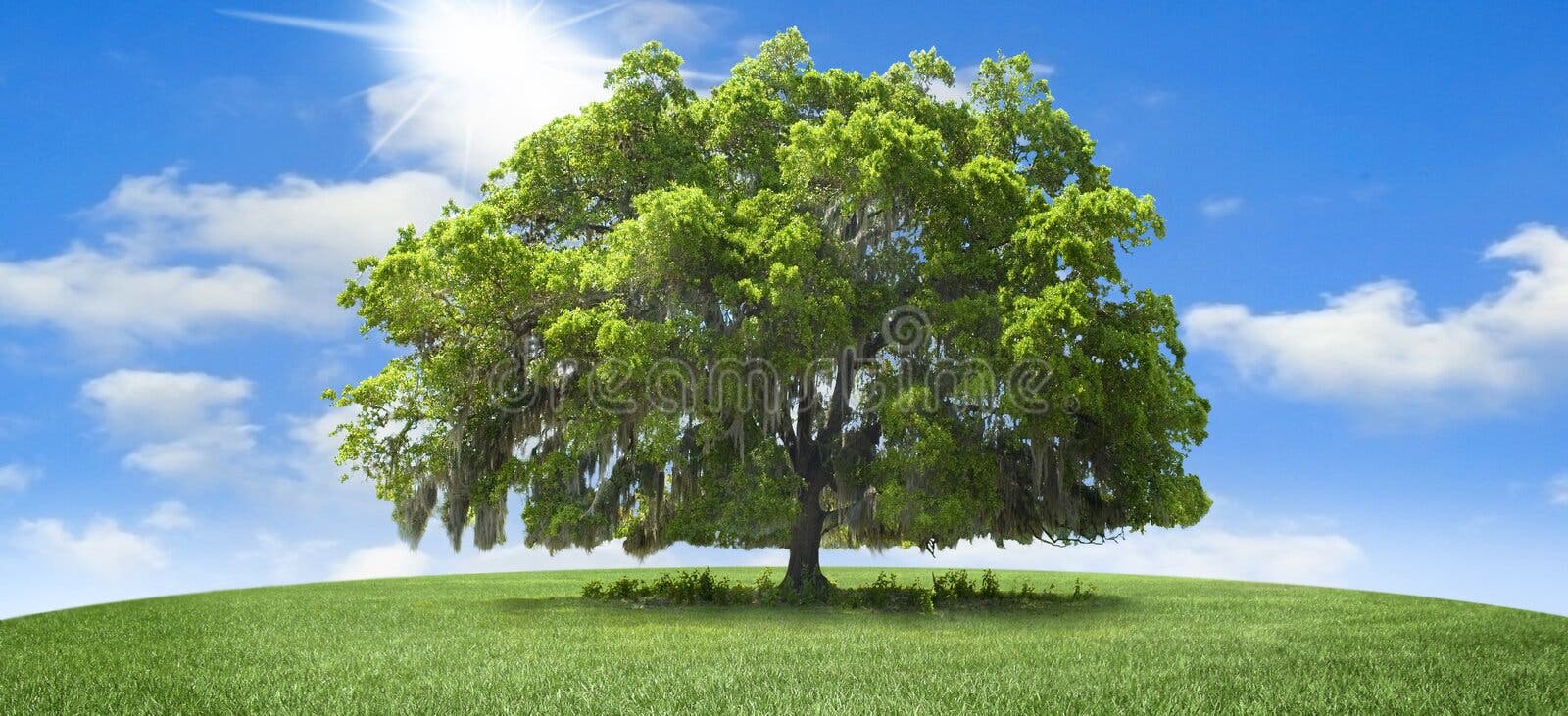 Oak Tree stock image. Image of summer, lumber, peace, grass - 1477005