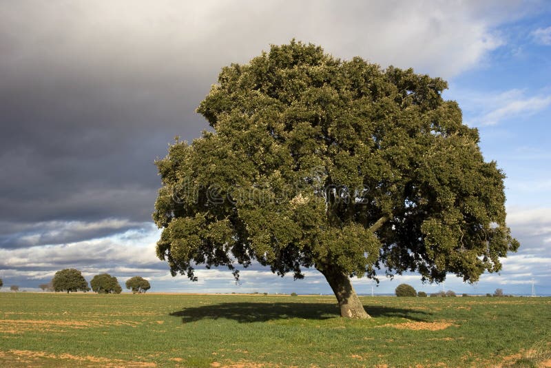 Isolated oak tree stock photo. Image of pasture, forms - 3228920