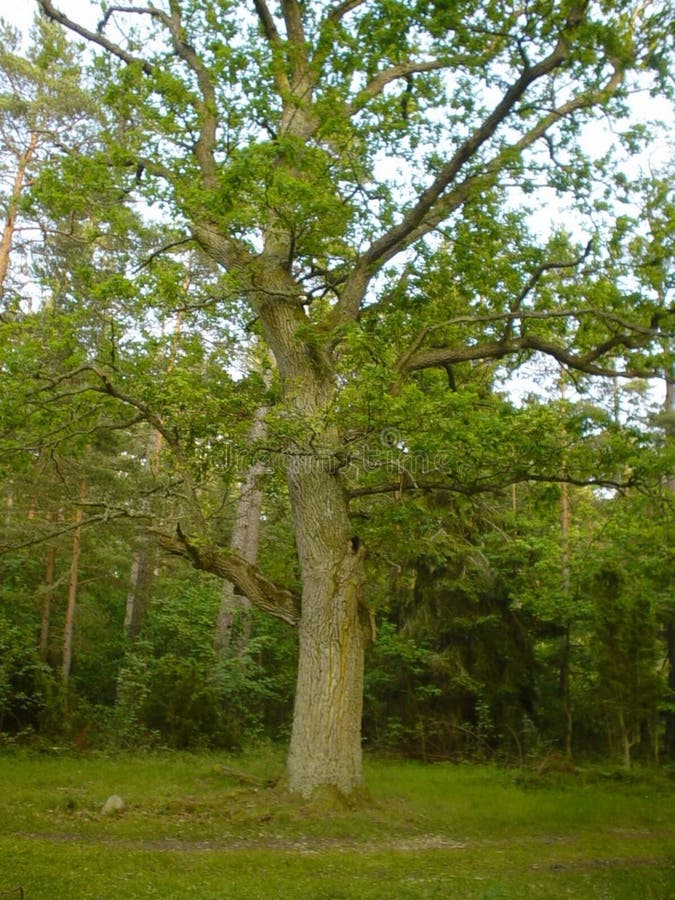 Oak Tree Picture. Image: 91783544