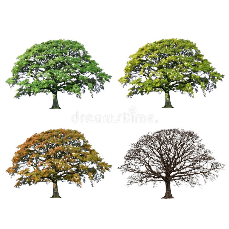 Oak Tree Life Cycle Stock Illustrations – 460 Oak Tree Life Cycle Stock ...