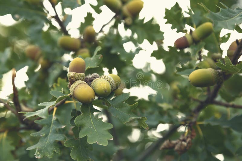 Oak tree with acorn stock photo. Image of branch, growth - 143641846