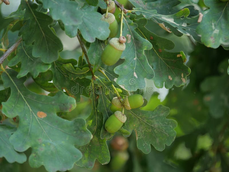 Oak tree with acorn stock photo. Image of color, acorn - 124346440